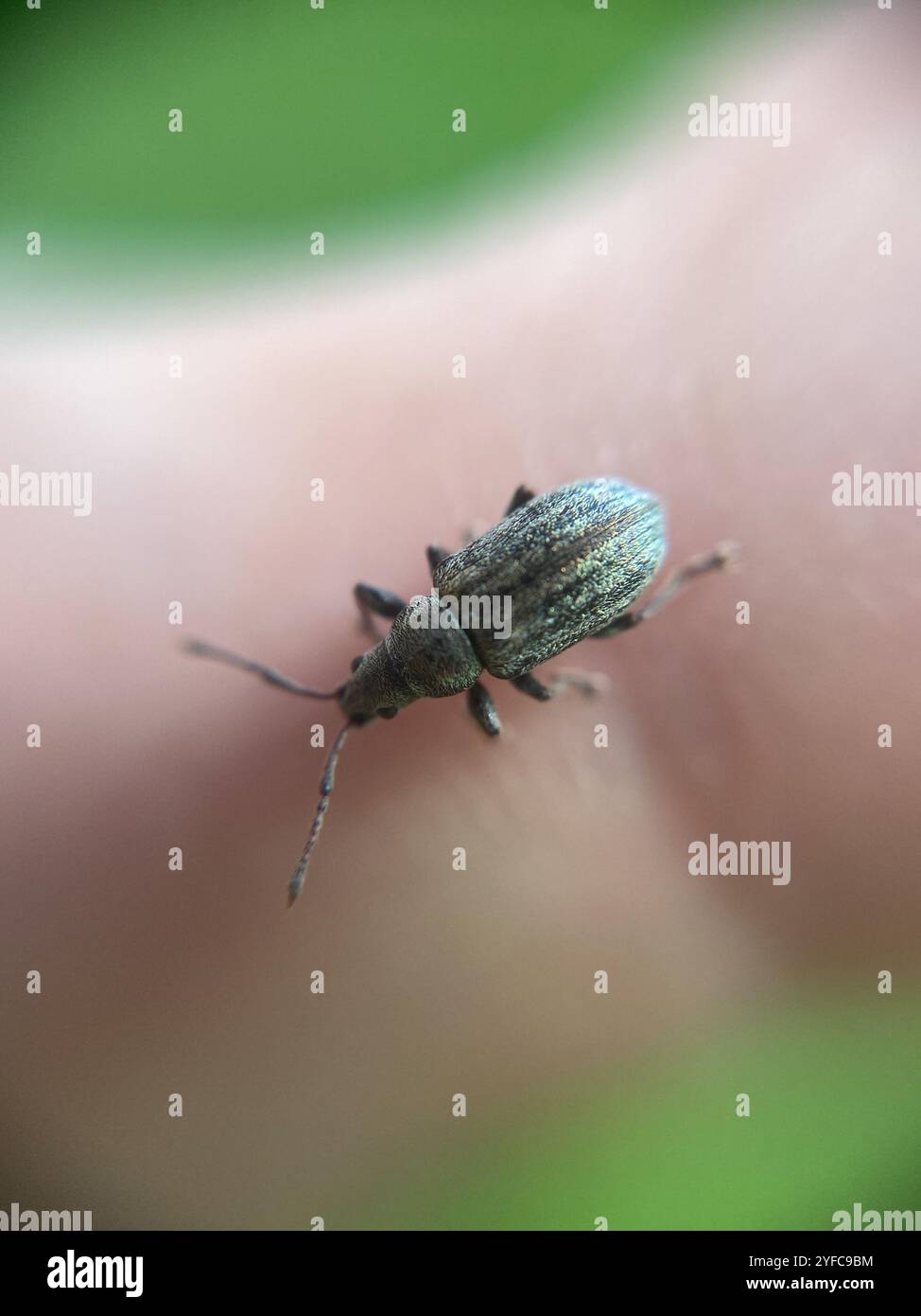 Common Leaf Weevil (Phyllobius pyri Stock Photo - Alamy