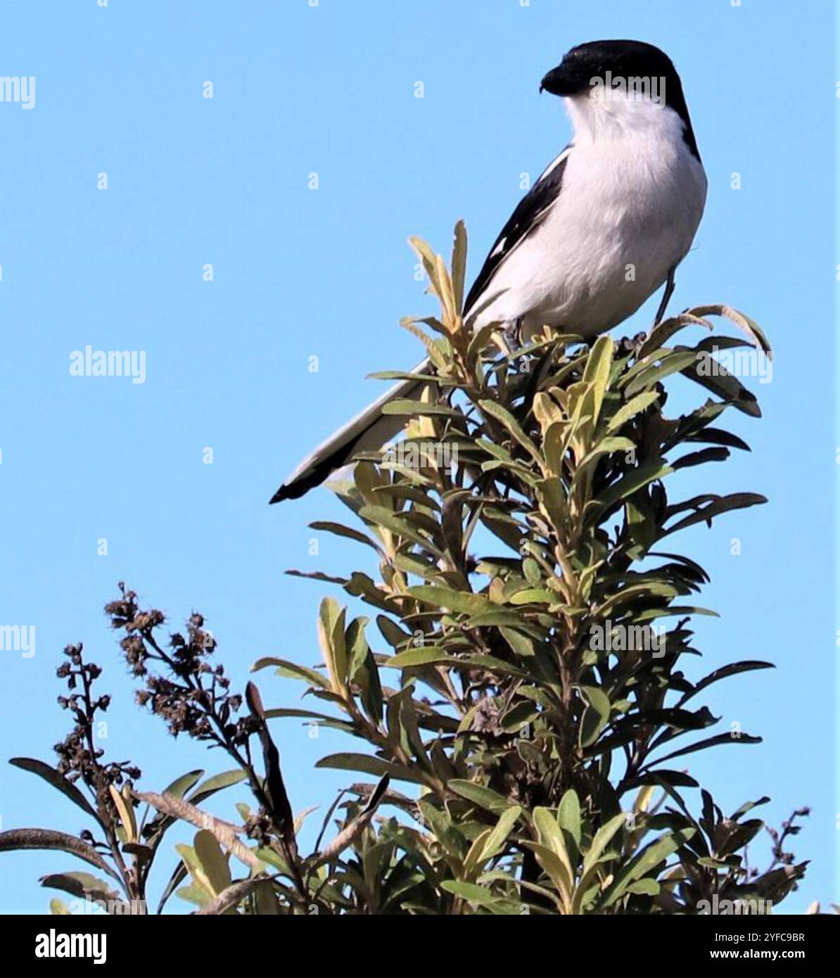 Cape Southern Fiscal (Lanius collaris collaris Stock Photo - Alamy