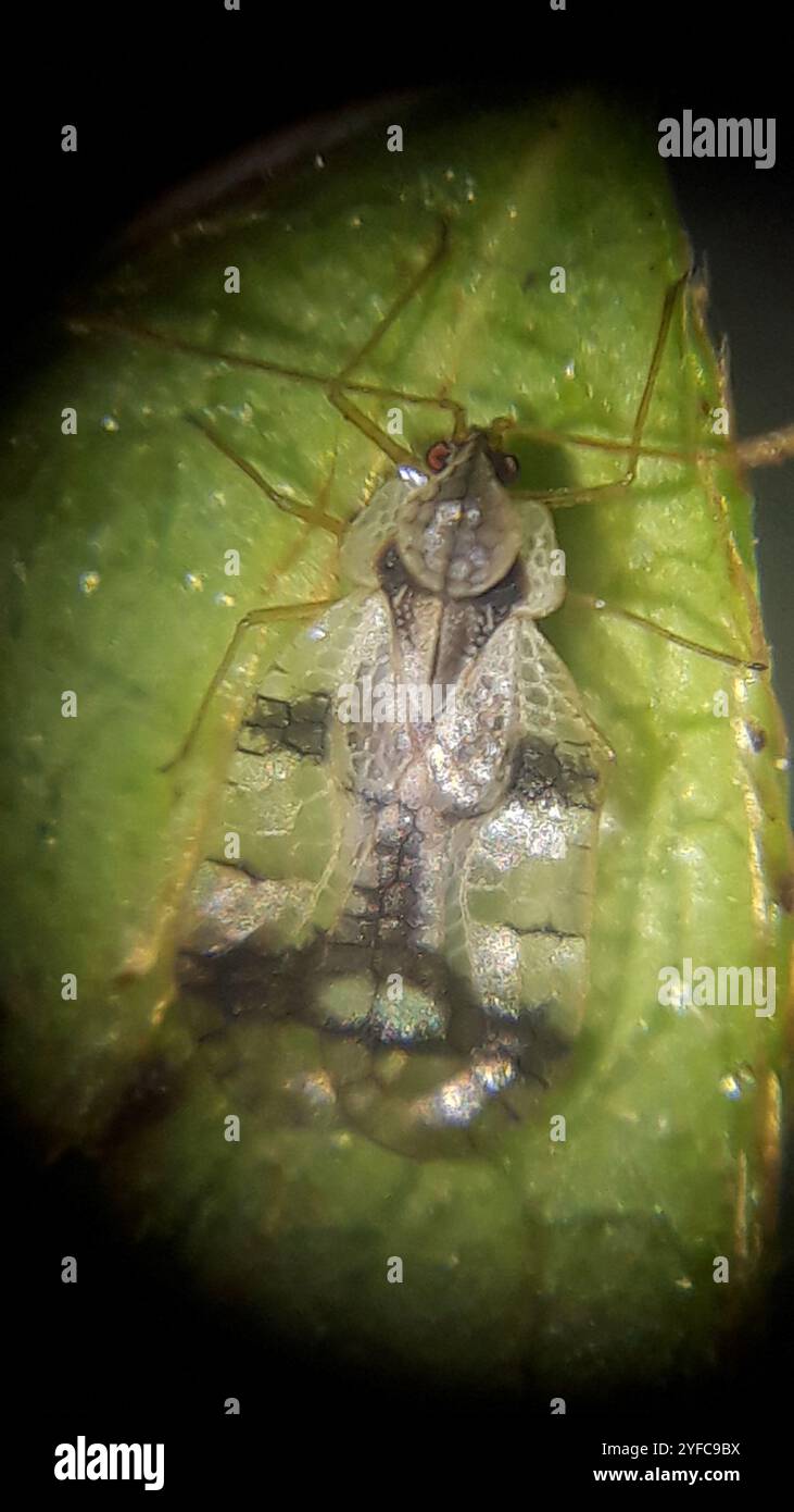 Azalea Lace Bug (Stephanitis pyrioides Stock Photo - Alamy