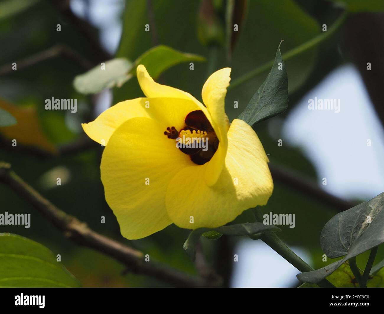 sea hibiscus (Hibiscus tiliaceus Stock Photo - Alamy