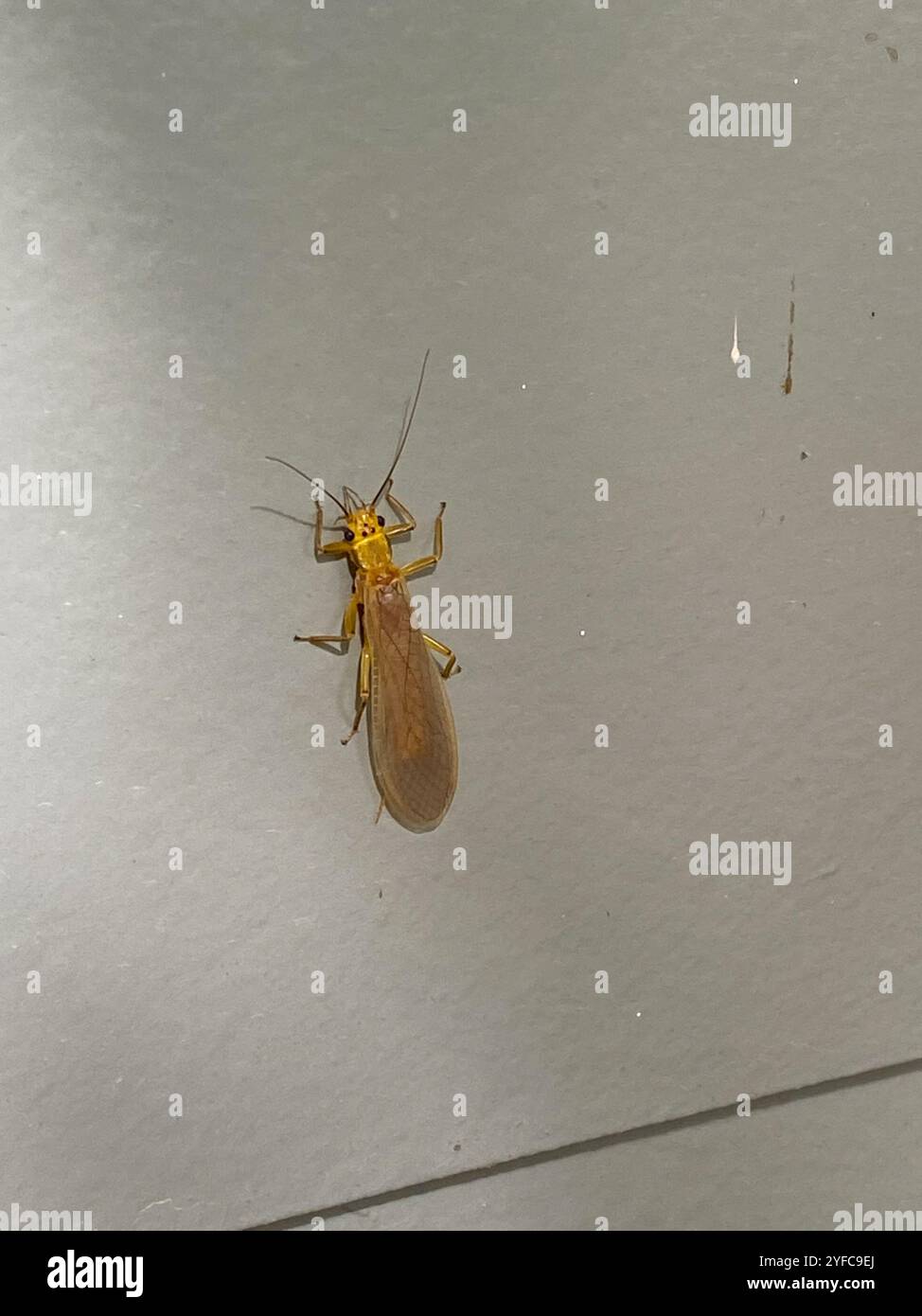 Common Stoneflies (Perlidae Stock Photo - Alamy