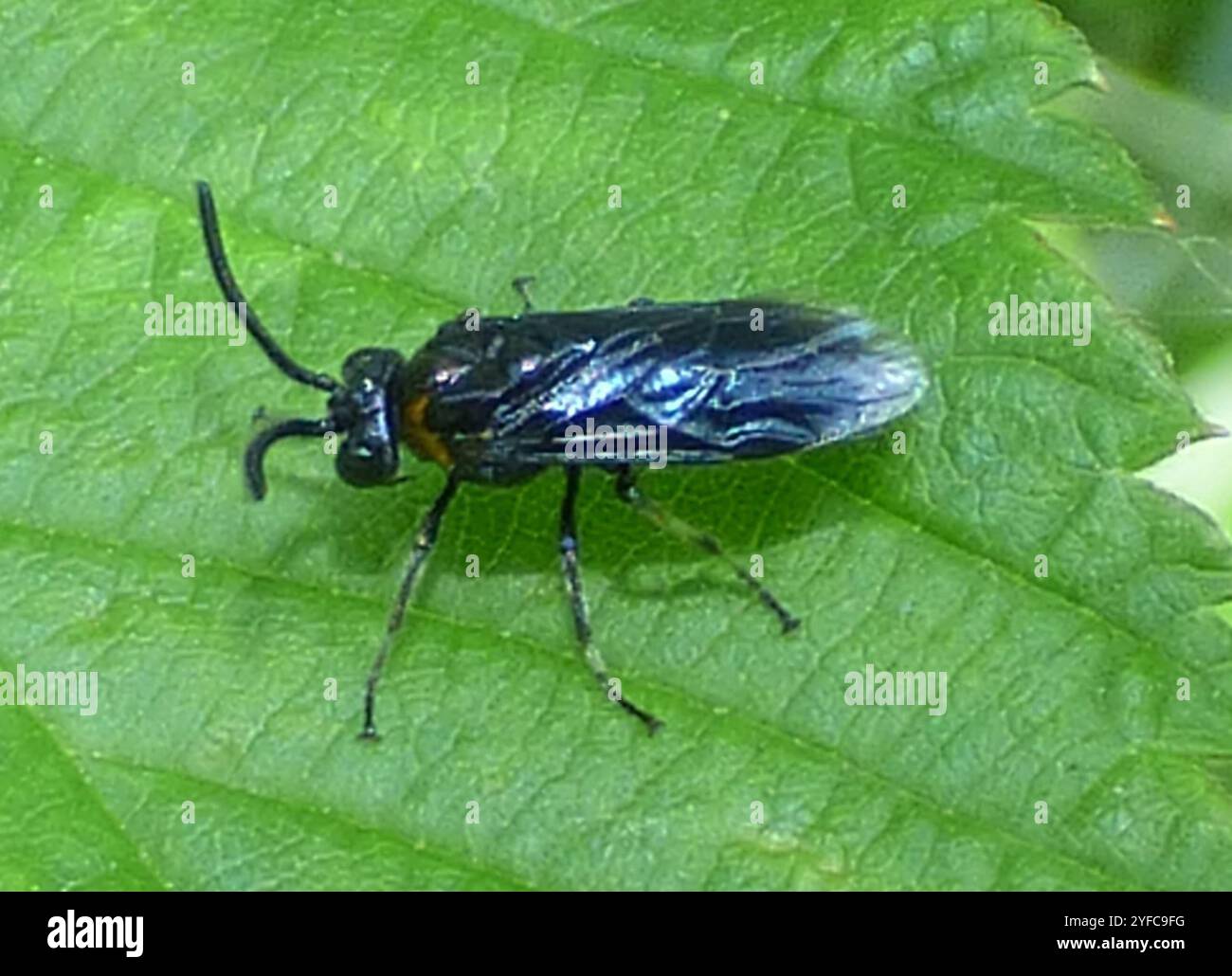 Common Sawflies (Tenthredinidae Stock Photo - Alamy