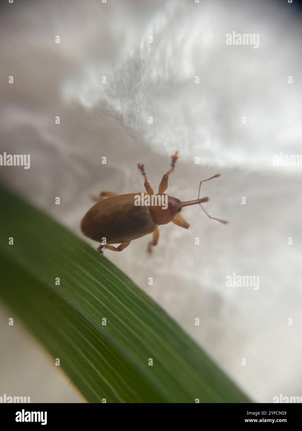 Willow Weevils (Dorytomus Stock Photo - Alamy