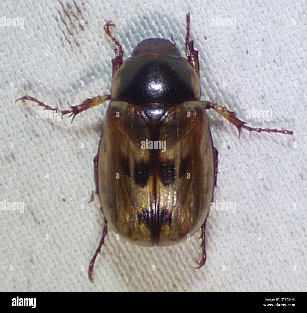 Pale and Green Leaf Chafers (Anomala Stock Photo - Alamy