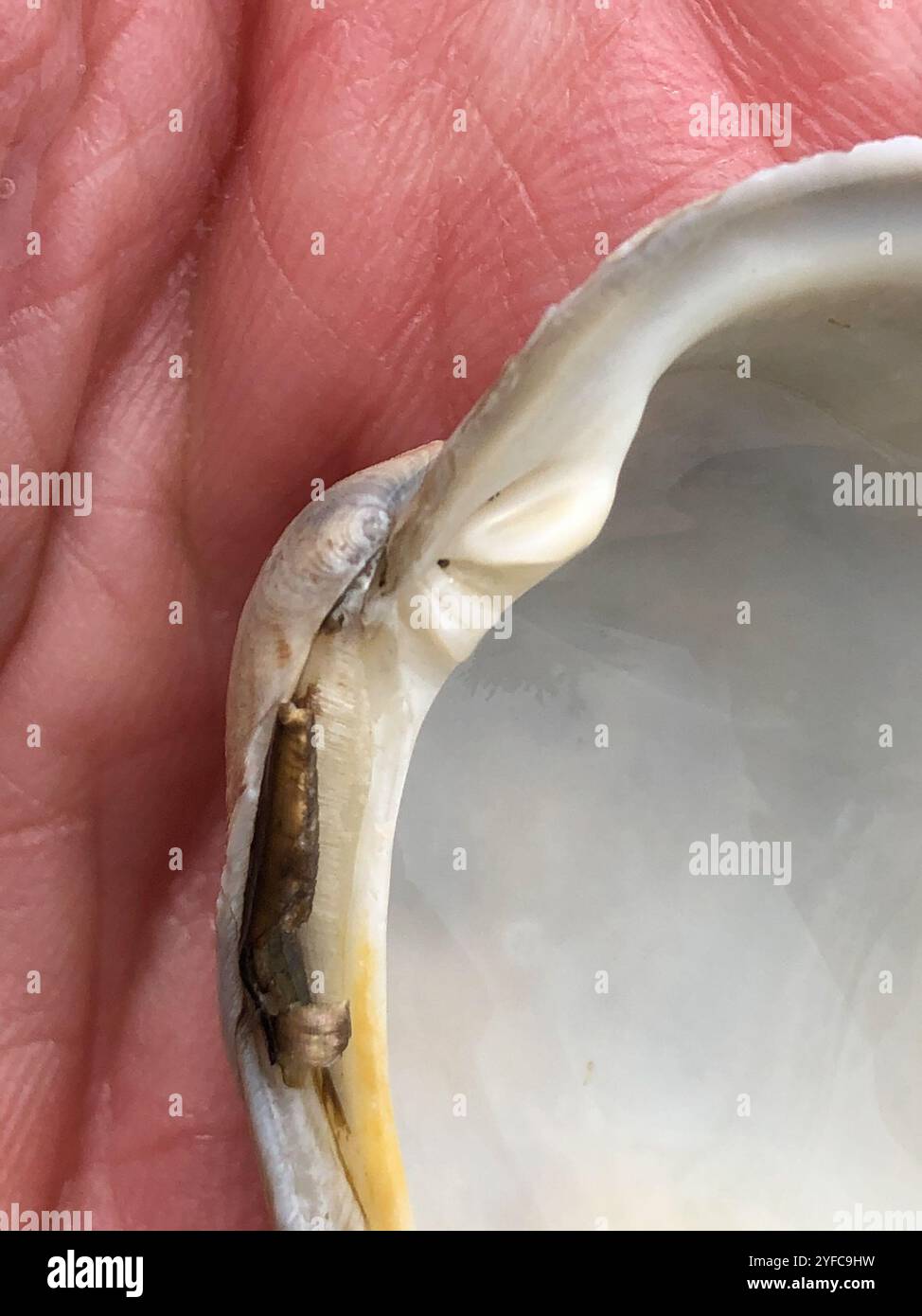 Pacific Littleneck Clam (Leukoma staminea Stock Photo - Alamy