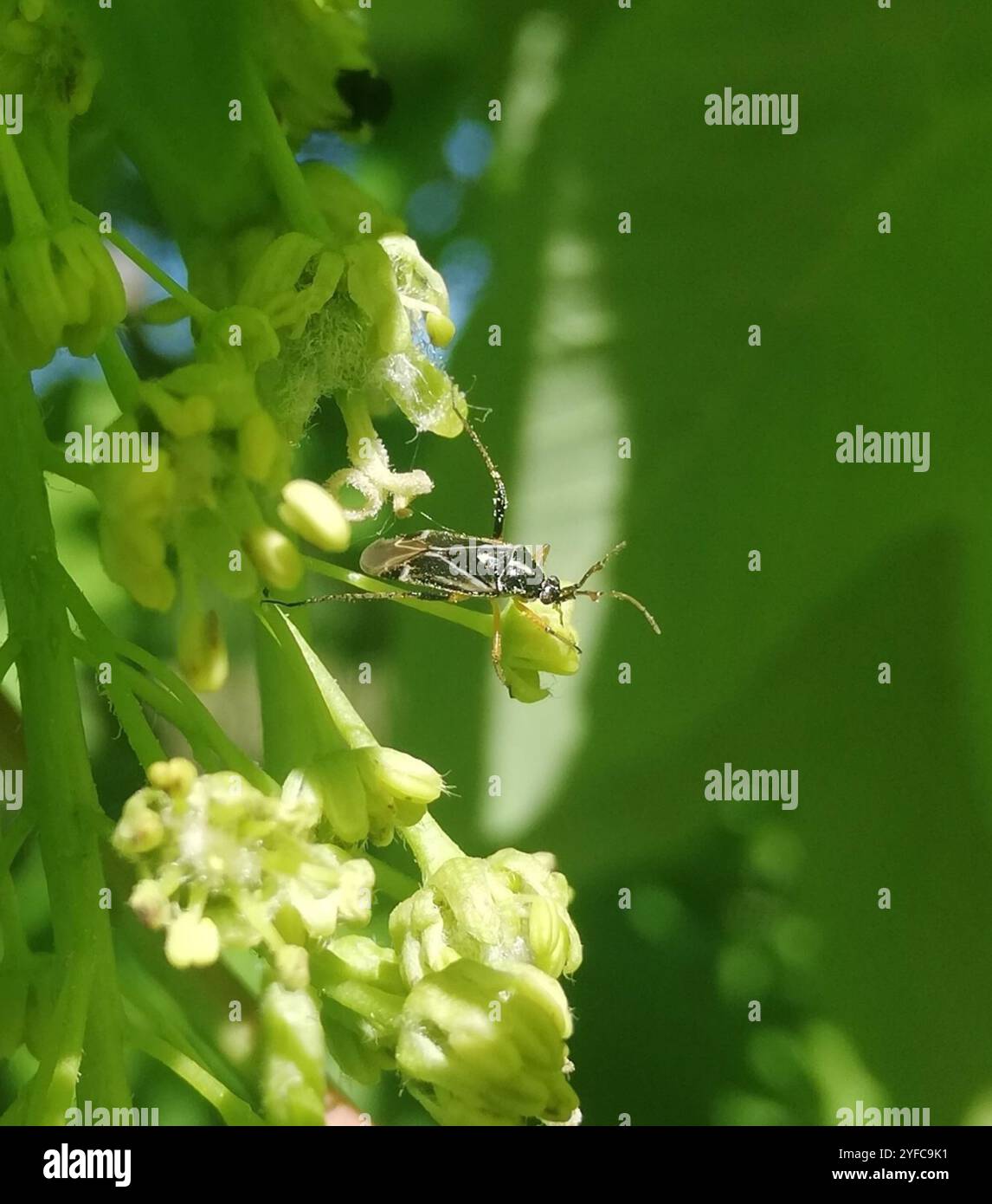 handsome plant bug (Harpocera thoracica Stock Photo - Alamy