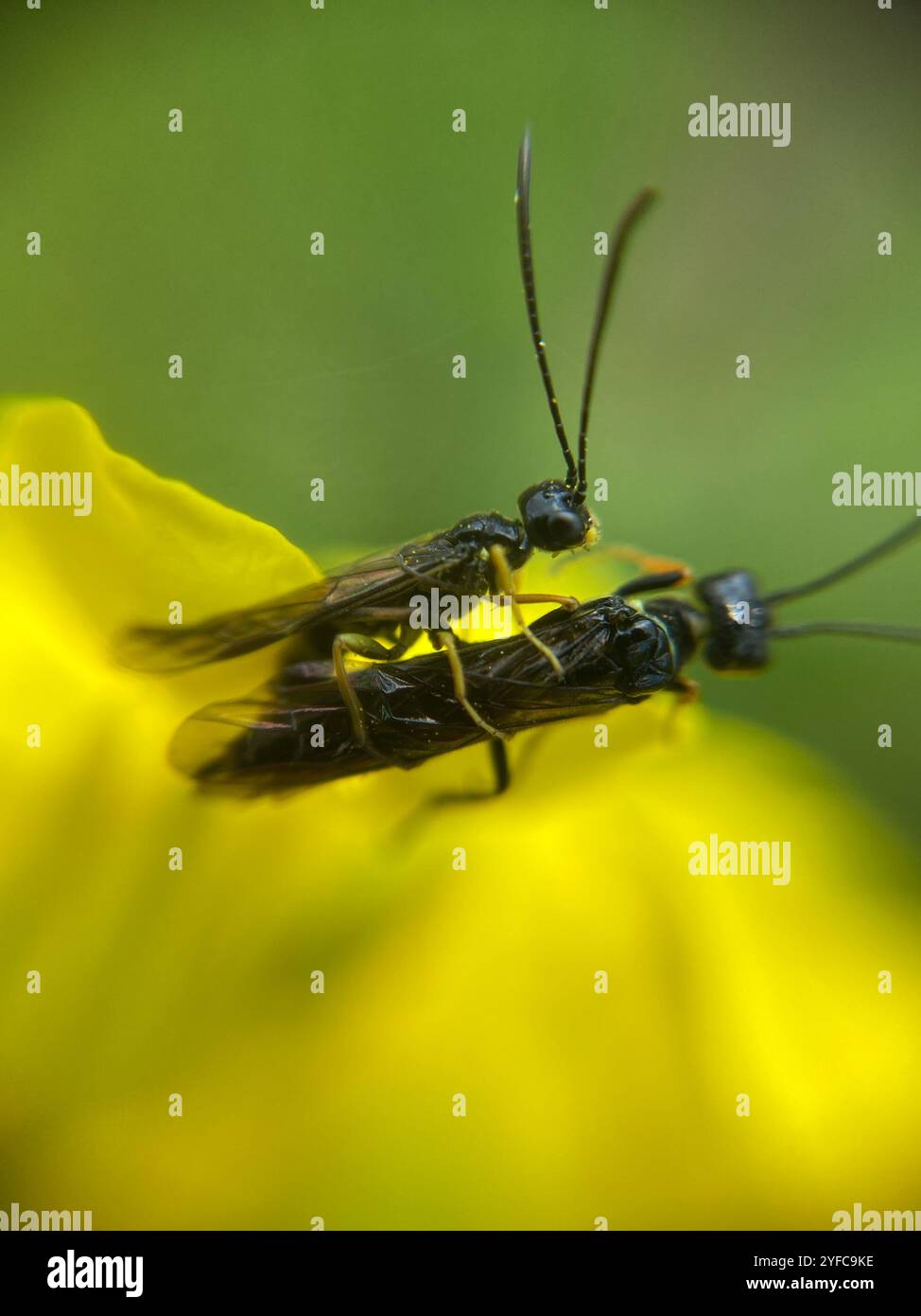 Stem sawflies hi-res stock photography and images - Alamy