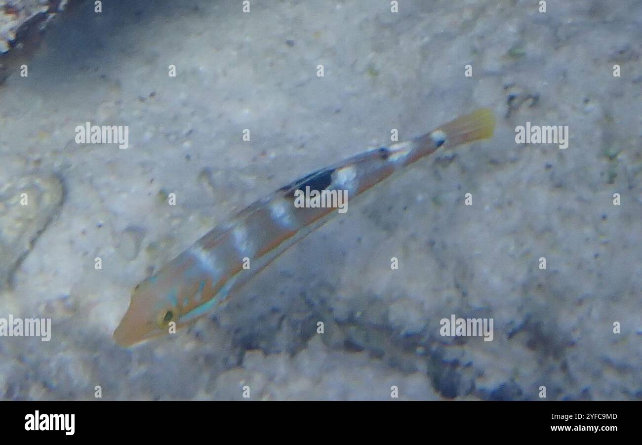 Puddingwife Wrasse (Halichoeres radiatus Stock Photo - Alamy