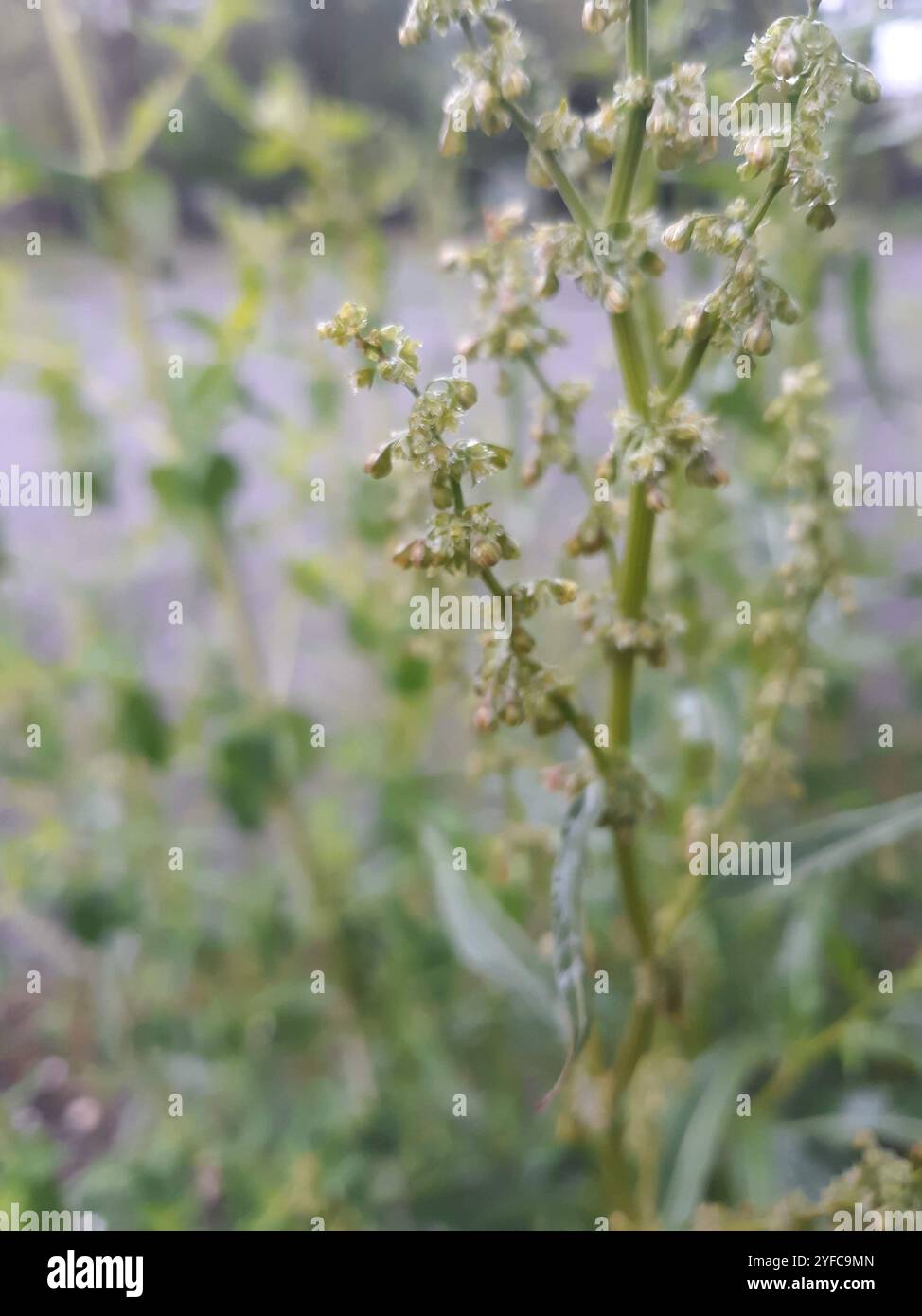 Clustered Dock (Rumex conglomeratus Stock Photo - Alamy