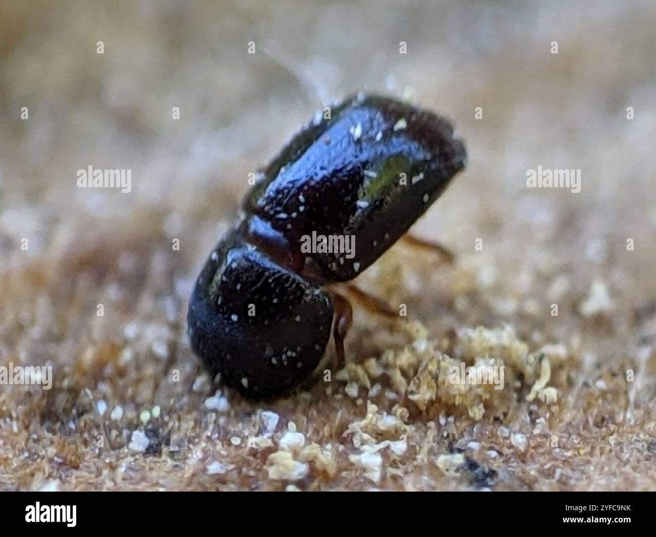 Xylosandrus germanus hi-res stock photography and images - Alamy