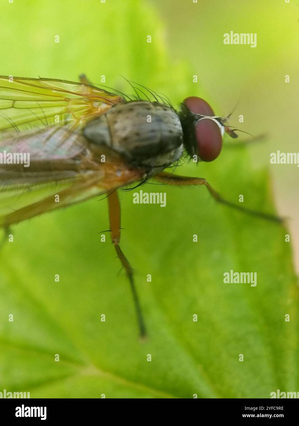 Muscoid Flies (Muscoidea Stock Photo - Alamy