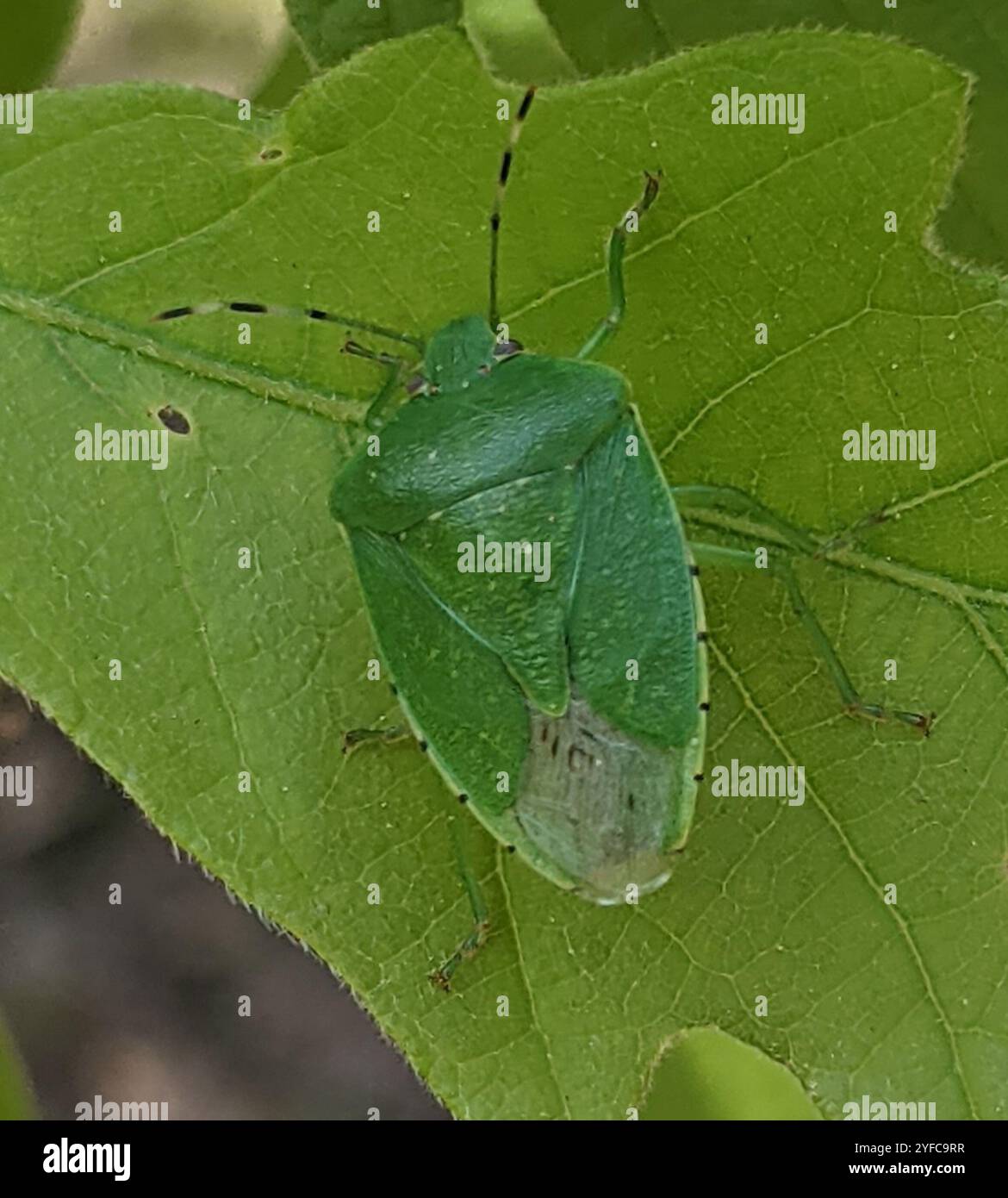 Green Stink Bug (Chinavia hilaris Stock Photo - Alamy