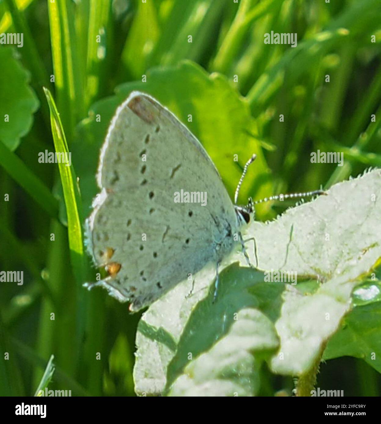 Eastern Tailed-Blue (Cupido comyntas Stock Photo - Alamy