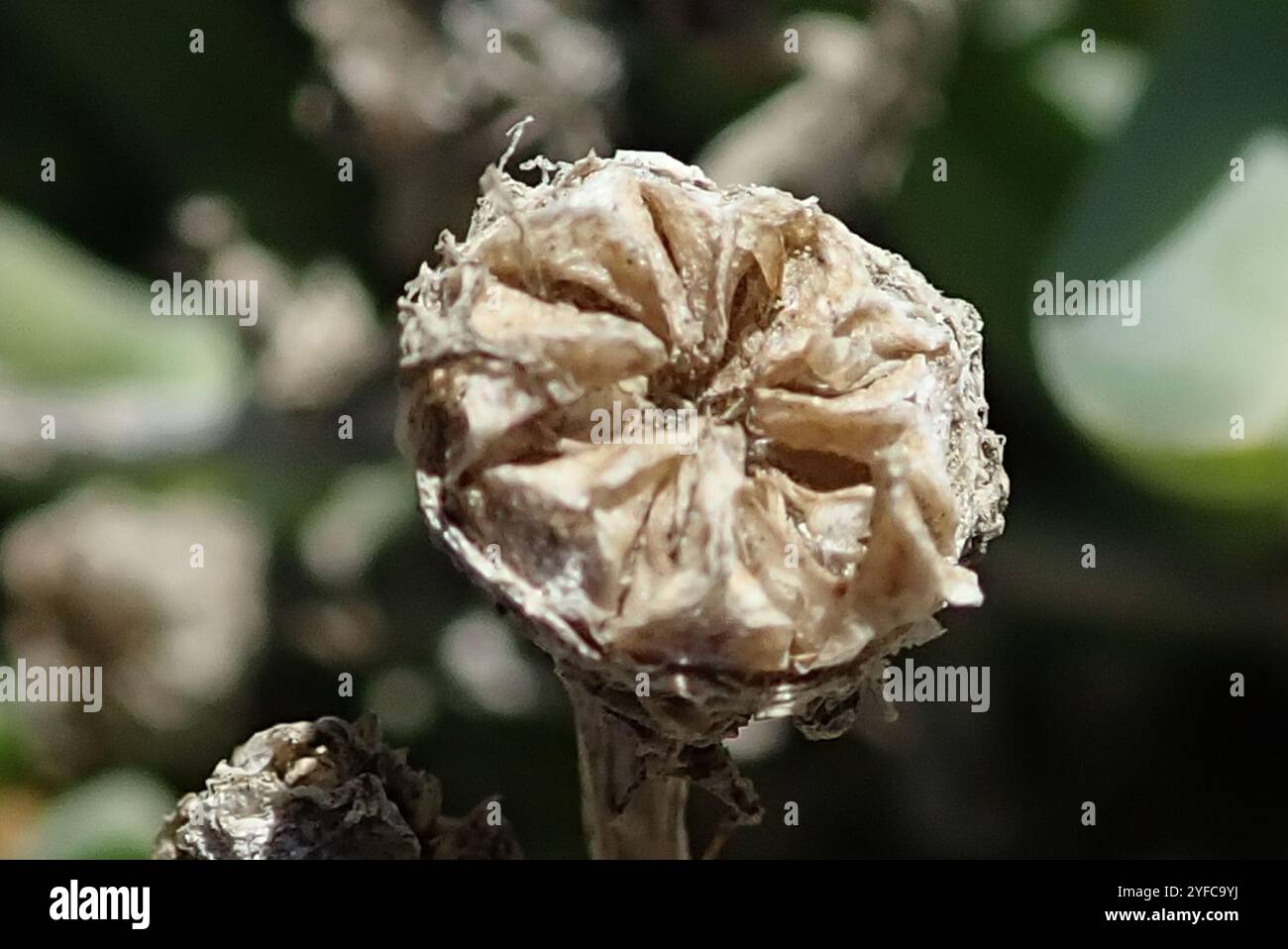 rocky point ice plant (Malephora lutea Stock Photo - Alamy