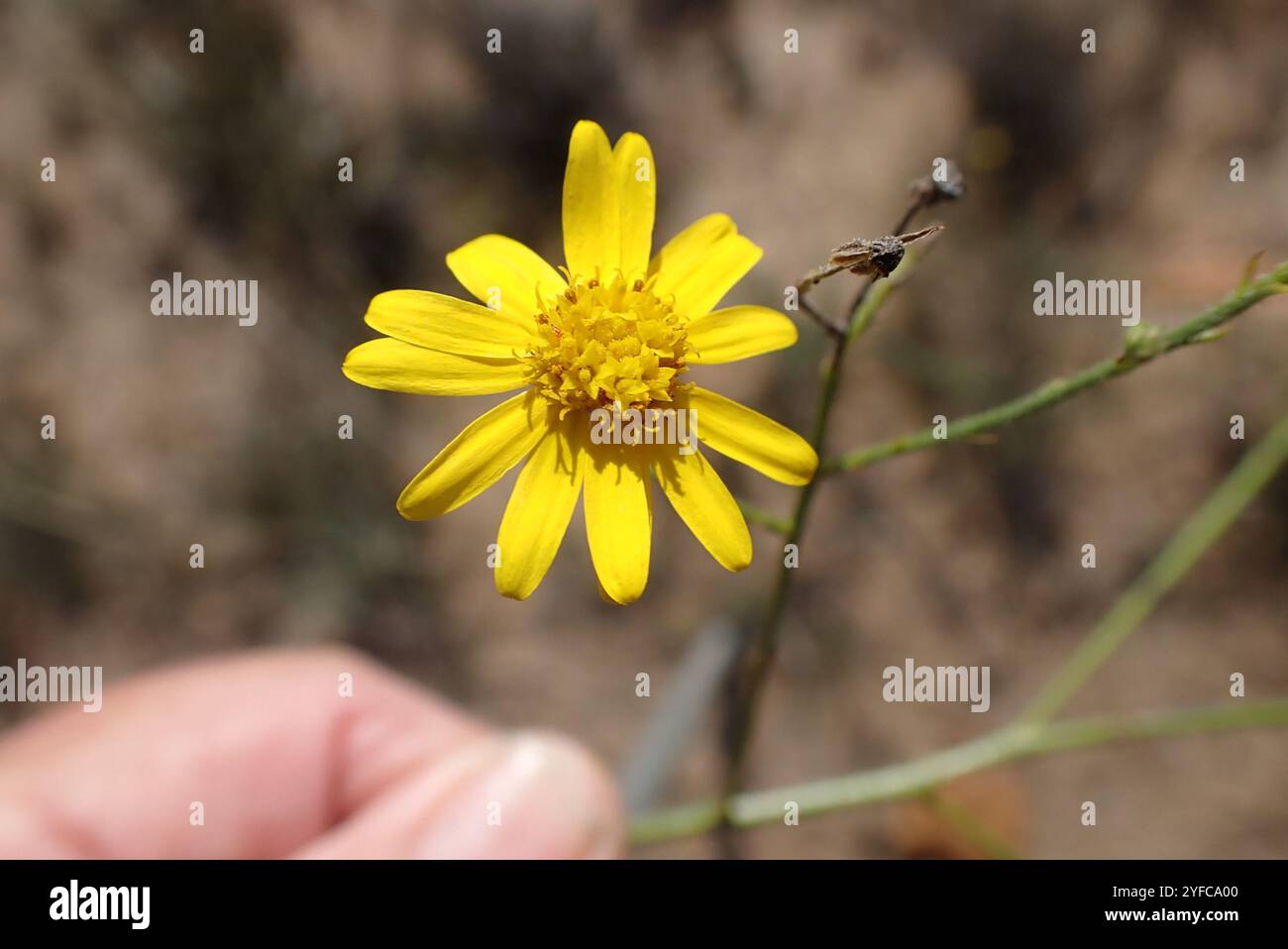 boneseed daisies (Osteospermum Stock Photo - Alamy
