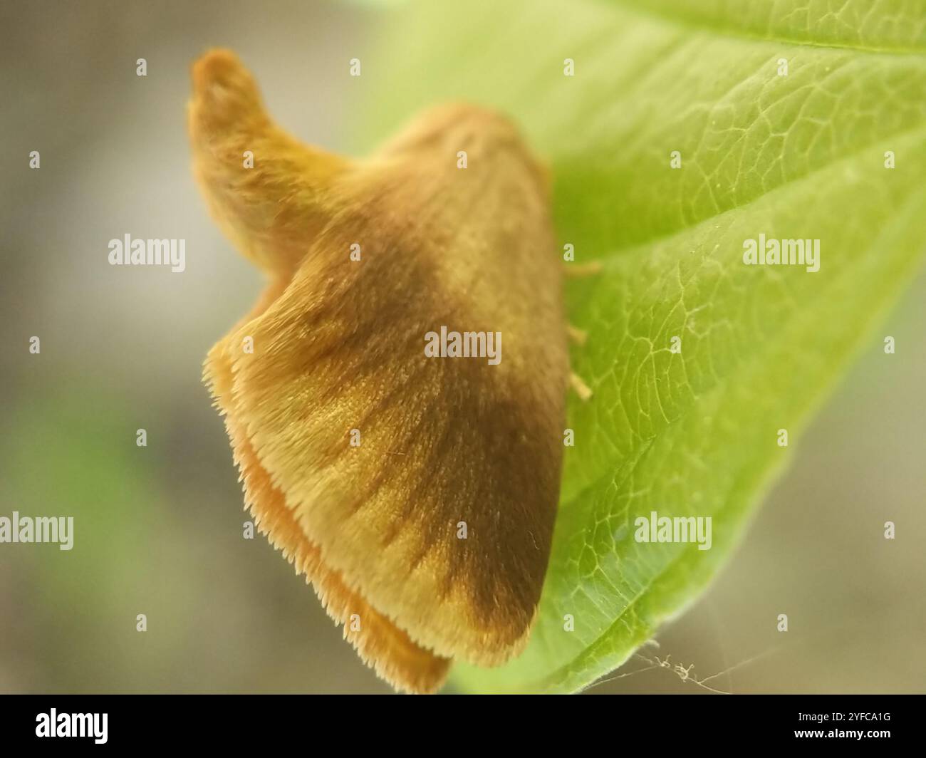 Early Button Slug Moth (Tortricidia testacea Stock Photo - Alamy