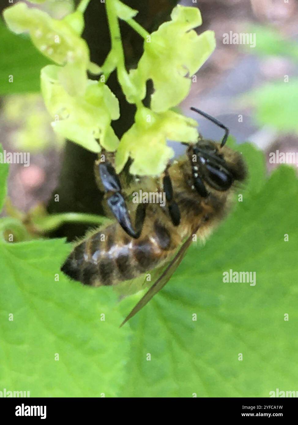 Western Honey Bee (Apis mellifera Stock Photo - Alamy