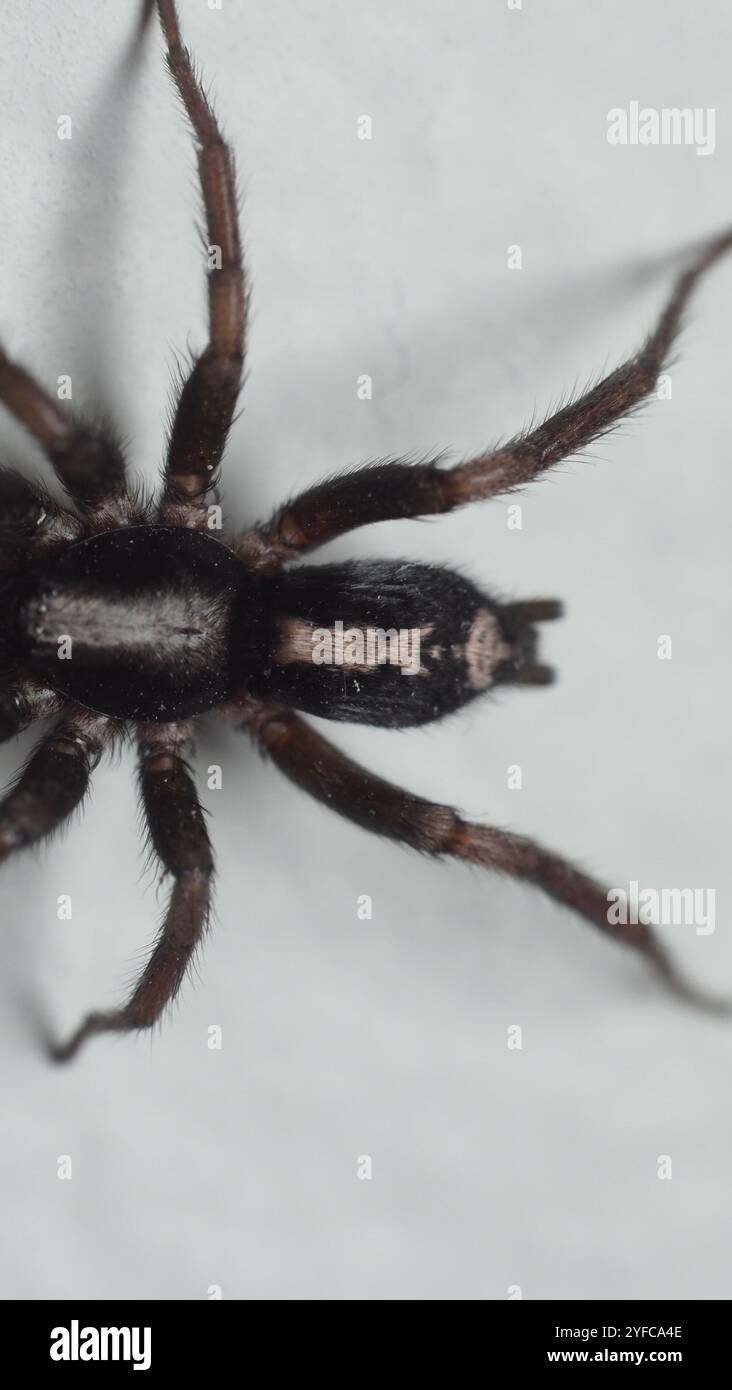 Eastern Parson Spider (Herpyllus ecclesiasticus Stock Photo - Alamy