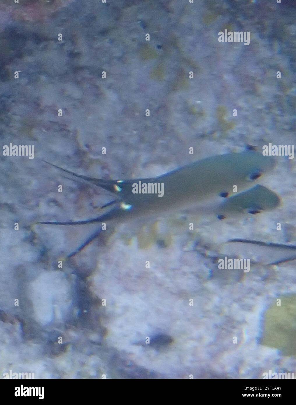 Brown Chromis (Azurina multilineata Stock Photo - Alamy