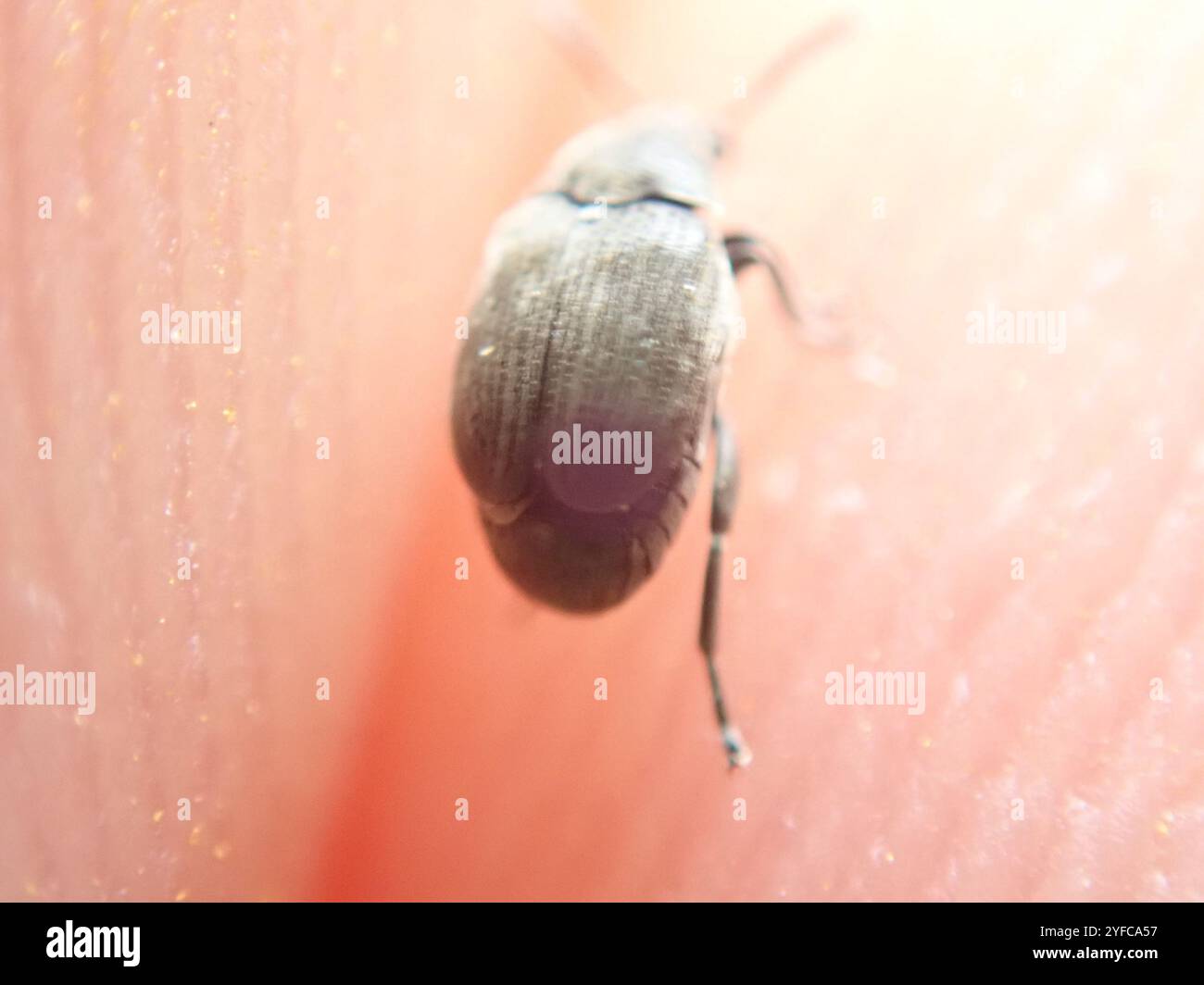Broom Seed Beetle (Bruchidius villosus Stock Photo - Alamy