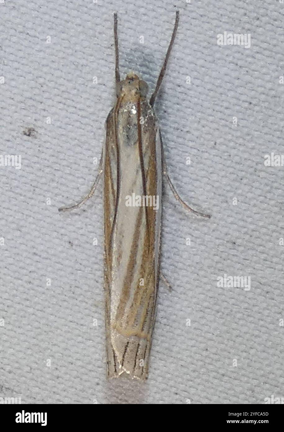 Eastern Grass-veneer (Crambus laqueatellus Stock Photo - Alamy