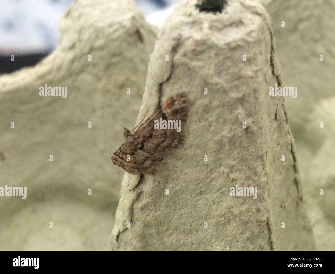 Gymnoscelis rufifasciata hi-res stock photography and images - Alamy