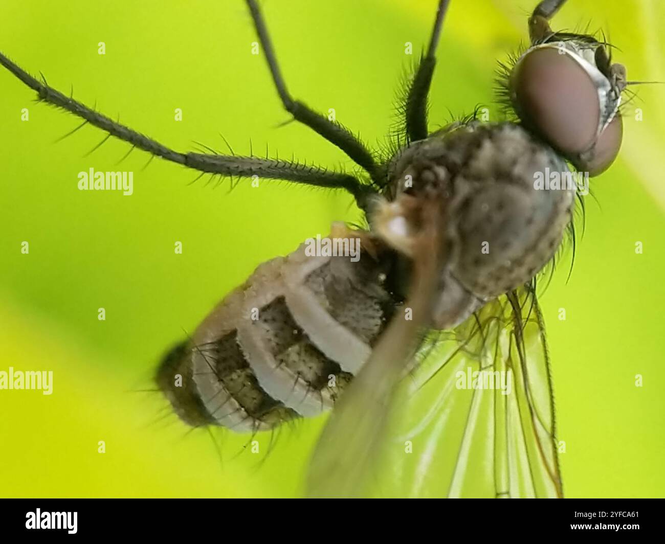 Fly Death Fungi (Entomophthora muscae Stock Photo - Alamy