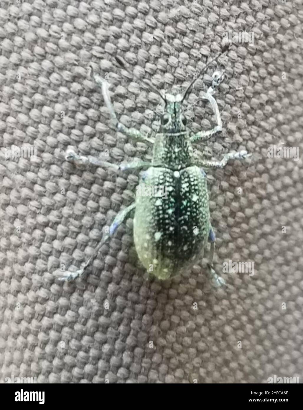 Exophthalmus hi-res stock photography and images - Alamy