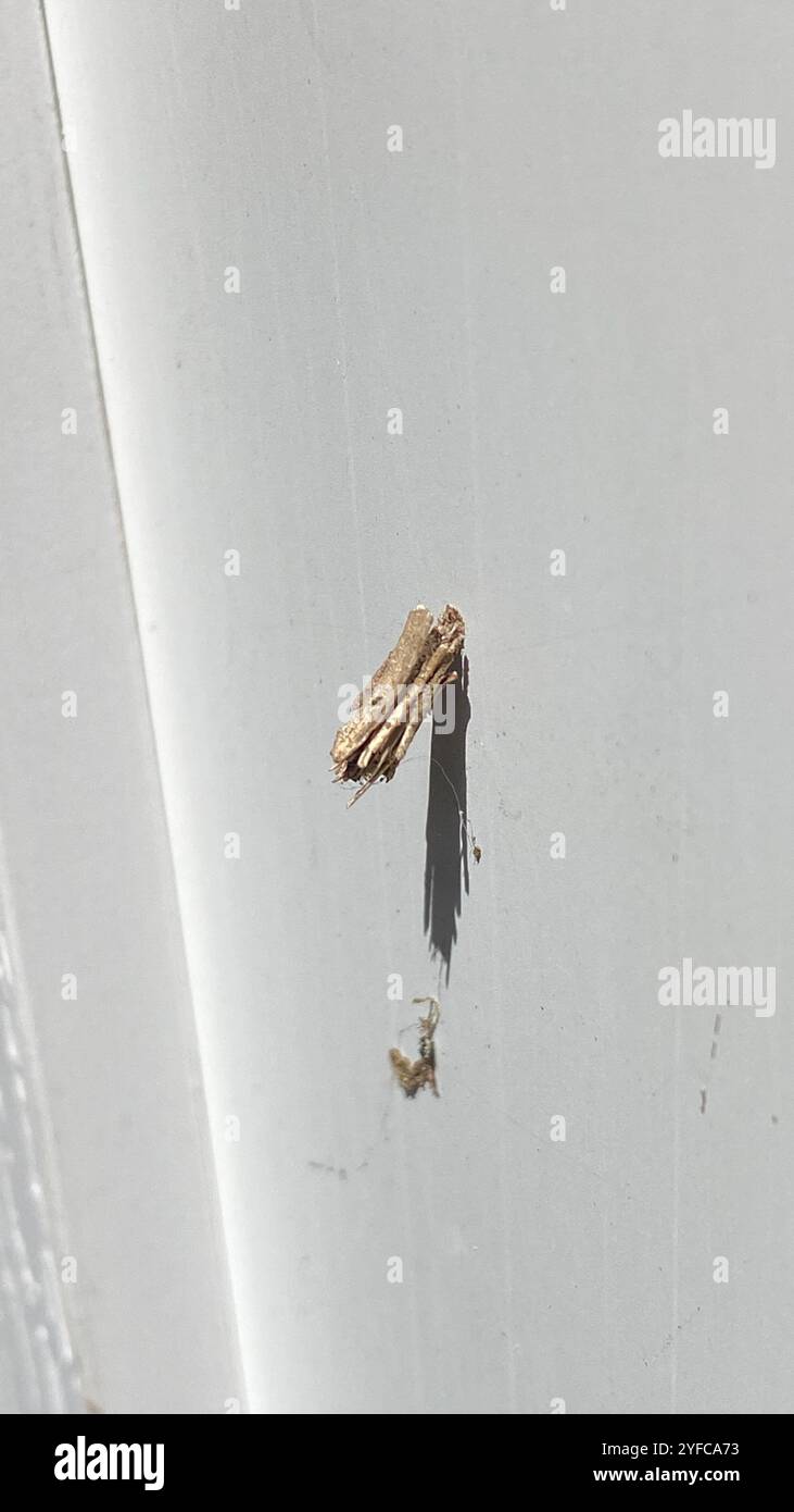 Common Bagworm Moth (Psyche casta Stock Photo - Alamy