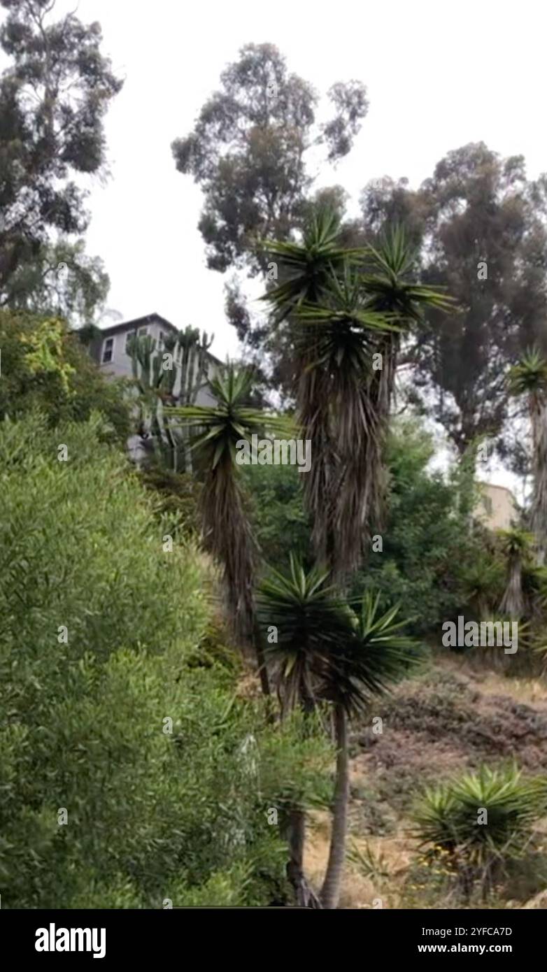 Spineless Yucca (Yucca gigantea Stock Photo - Alamy