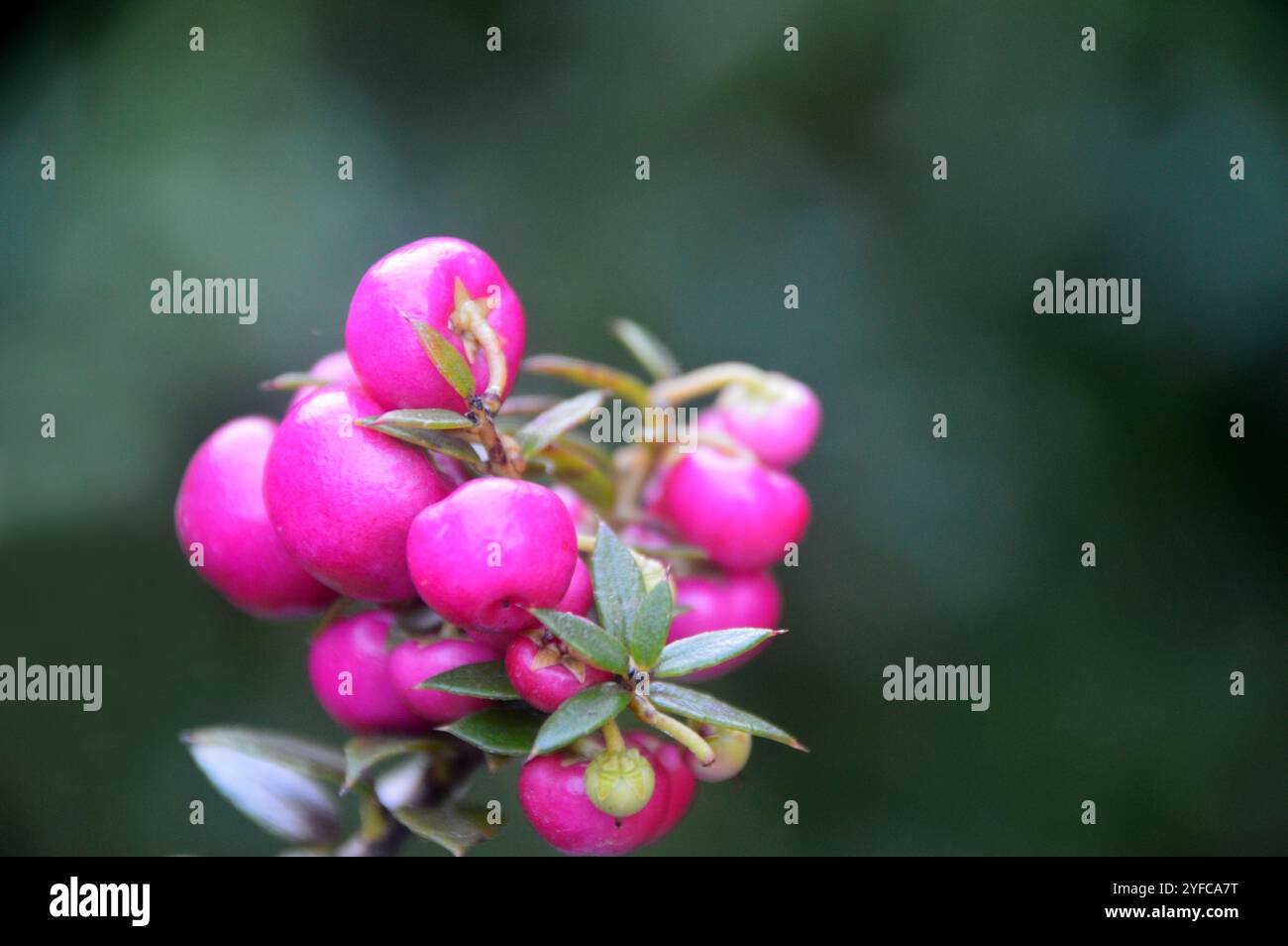 Pink Gaultheria Mucronata Berries (Prickly Heath) on Small Prickly ...