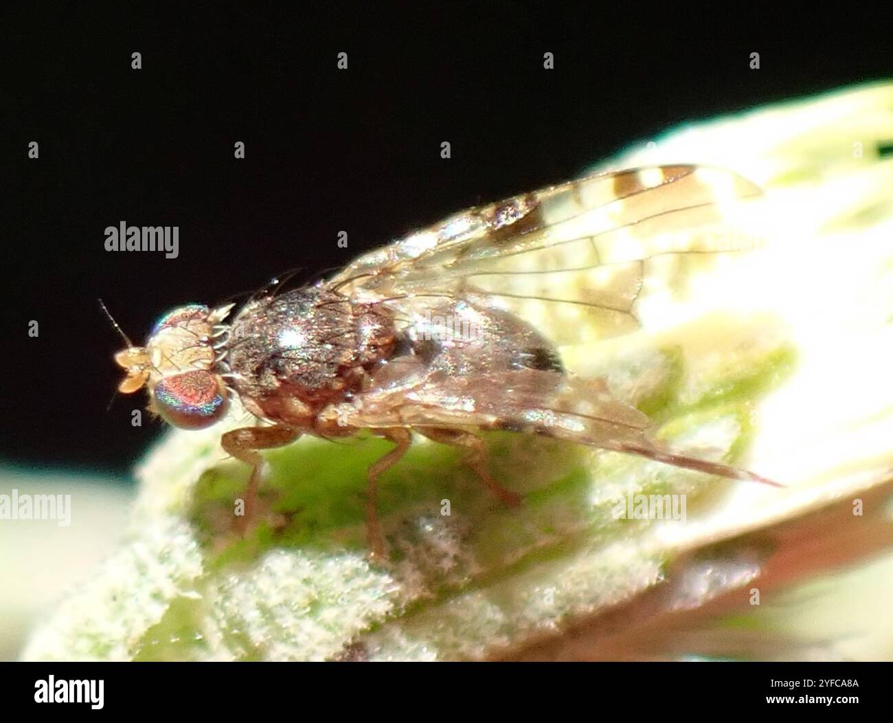 Australian Fruit Fly (Austrotephritis poenia Stock Photo - Alamy