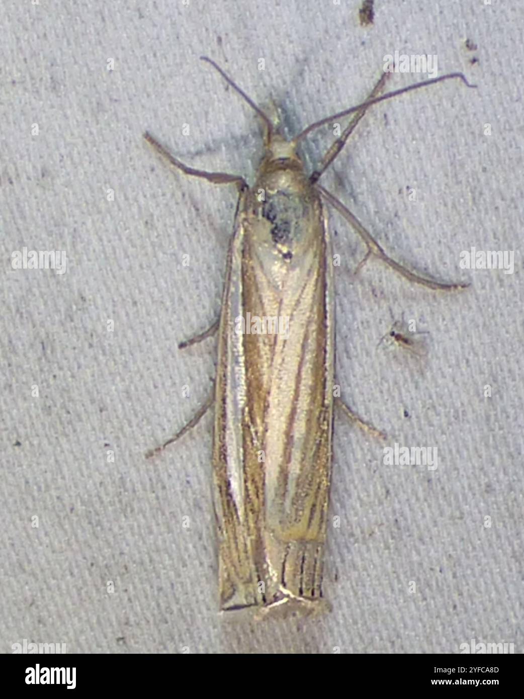 Eastern Grass-veneer (Crambus laqueatellus Stock Photo - Alamy