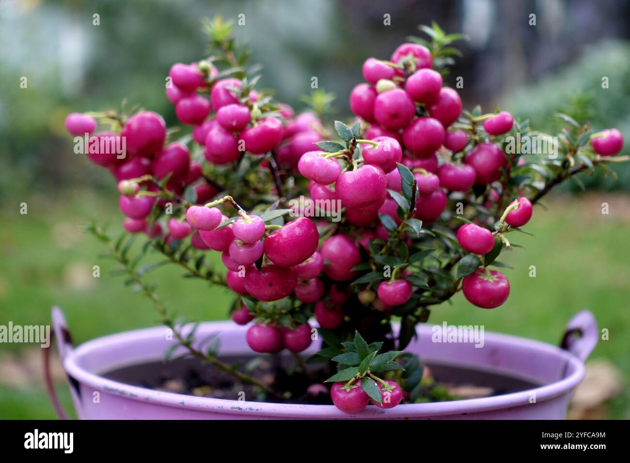 Pink Gaultheria Mucronata Berries (Prickly Heath) on Small Prickly ...