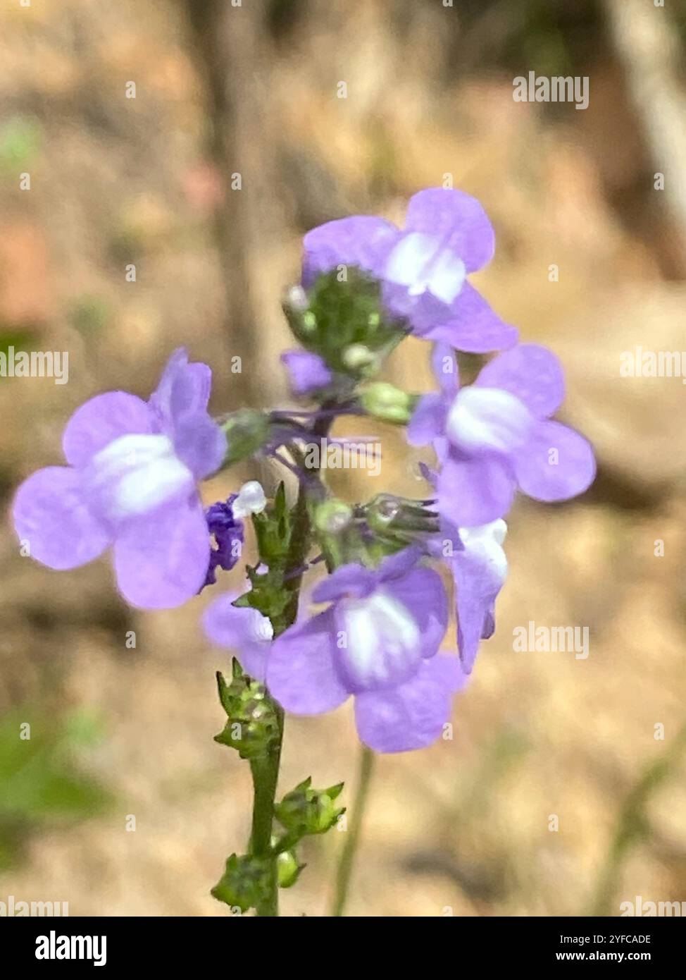 blue toadflax (Nuttallanthus canadensis Stock Photo - Alamy