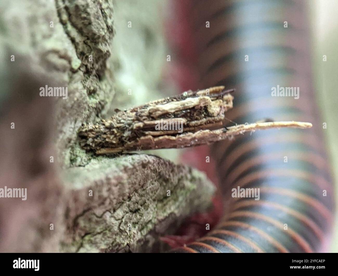 Common Bagworm Moth (Psyche casta Stock Photo - Alamy