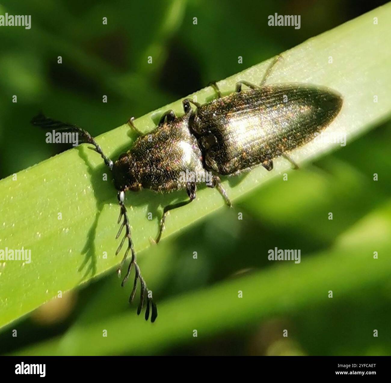 pectinate click beetle (Ctenicera pectinicornis Stock Photo - Alamy