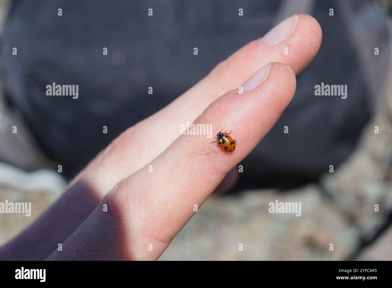 Casey's Lady Beetle (Hippodamia caseyi Stock Photo - Alamy