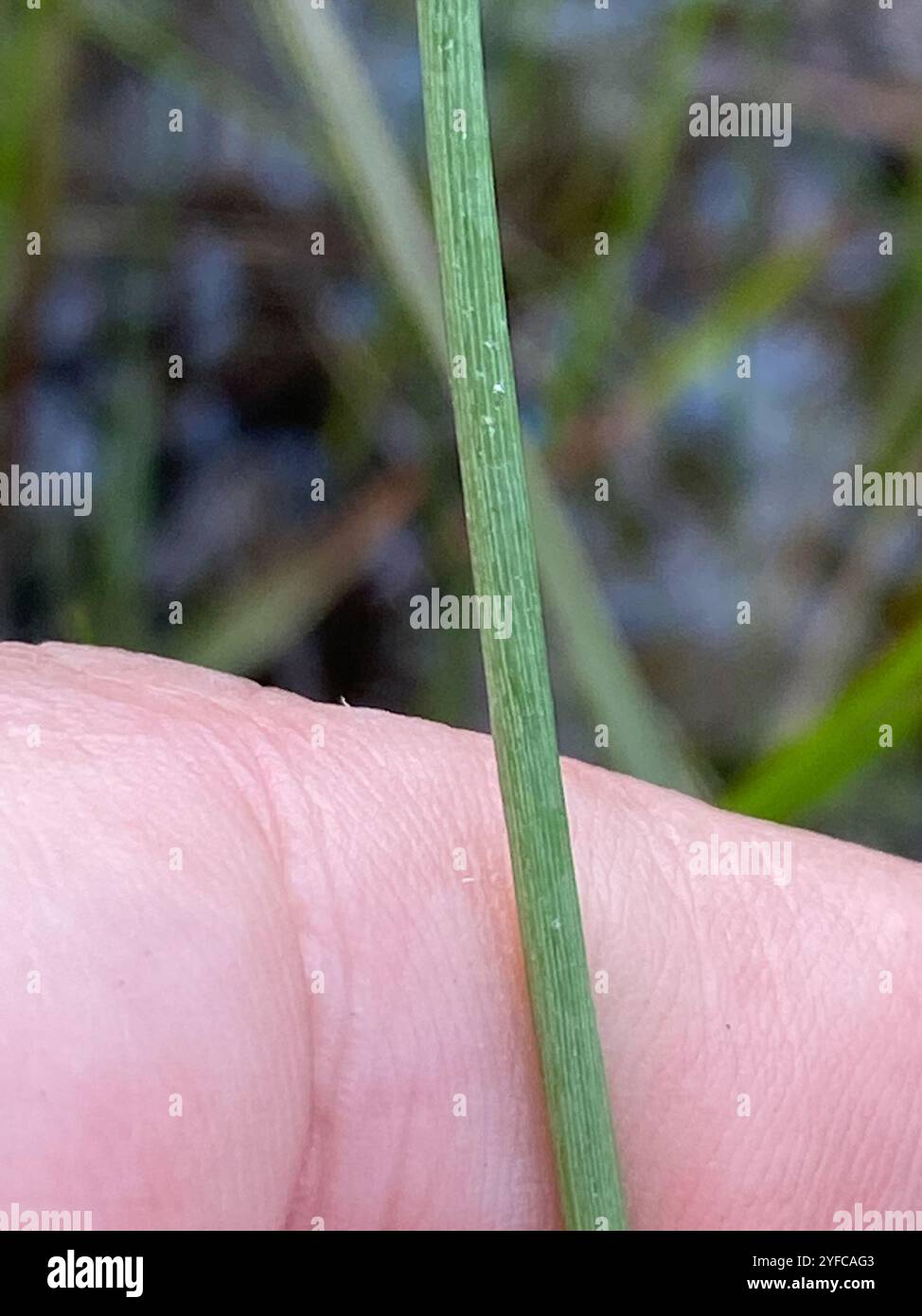Georgia Tickseed (Coreopsis nudata Stock Photo - Alamy