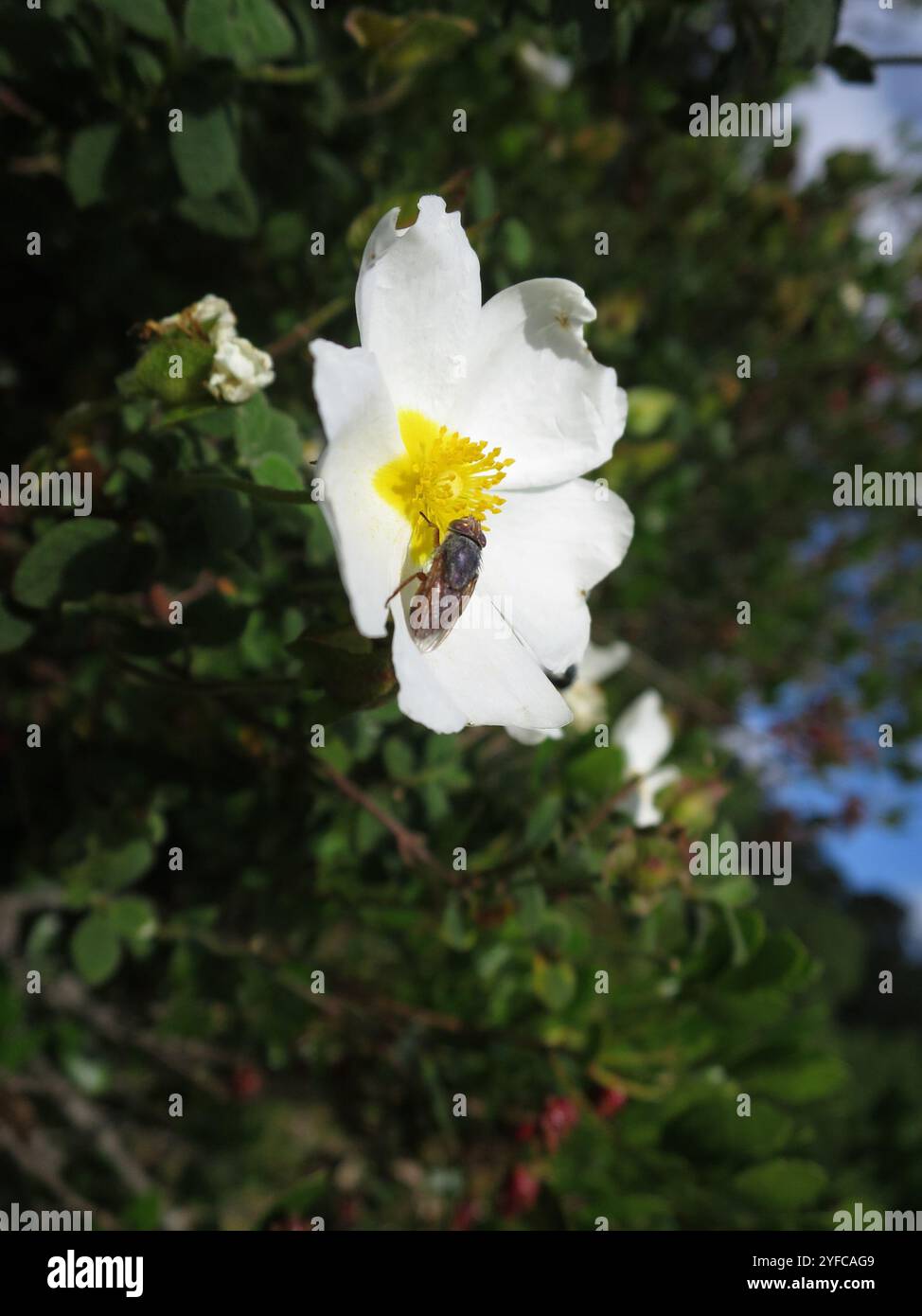 Rhyncomya hi-res stock photography and images - Alamy