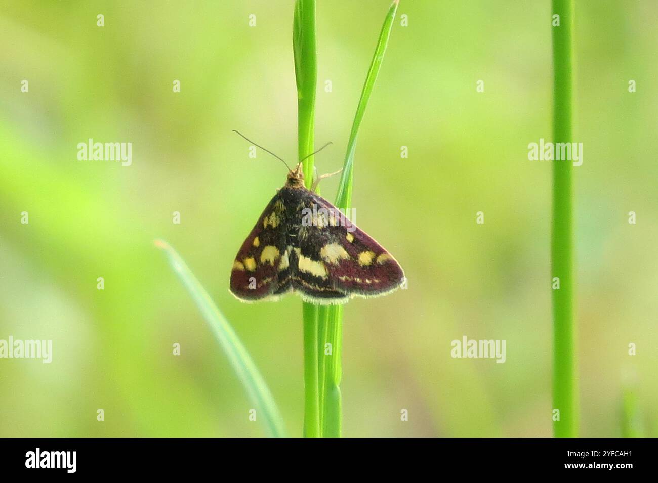 Common Crimson-and-gold Moth (Pyrausta purpuralis Stock Photo - Alamy
