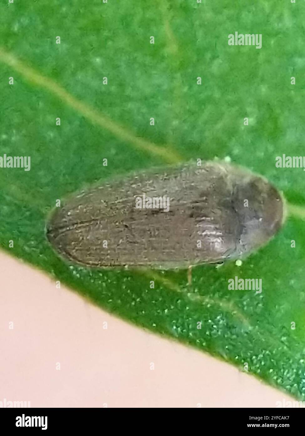 Small false click beetles (Throscidae Stock Photo - Alamy