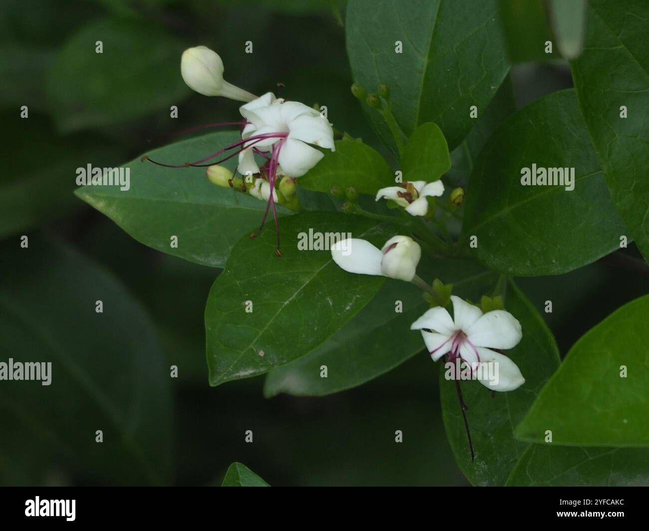 scrambling clerodendrum (Volkameria inermis Stock Photo - Alamy