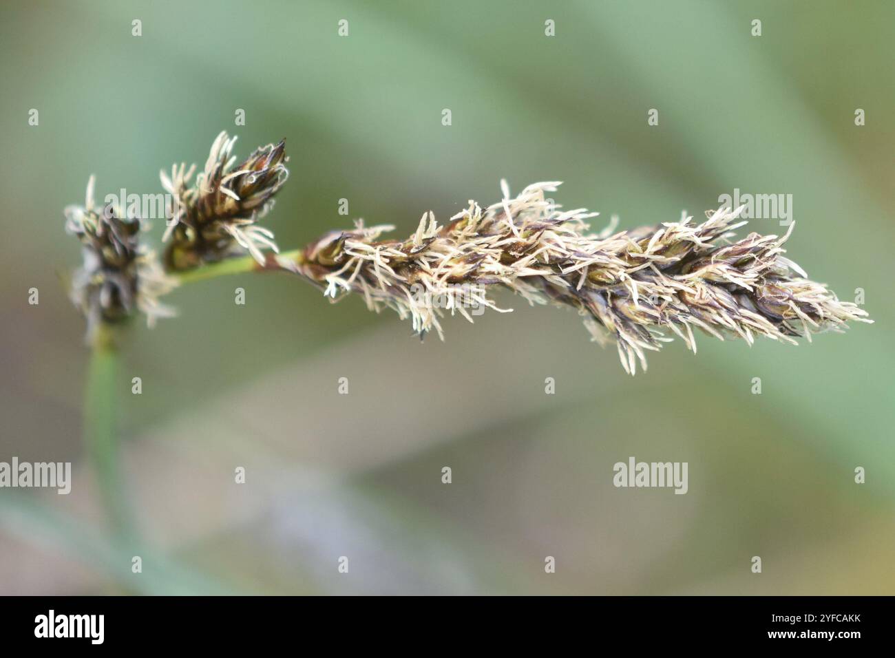 water sedge (Carex aquatilis Stock Photo - Alamy
