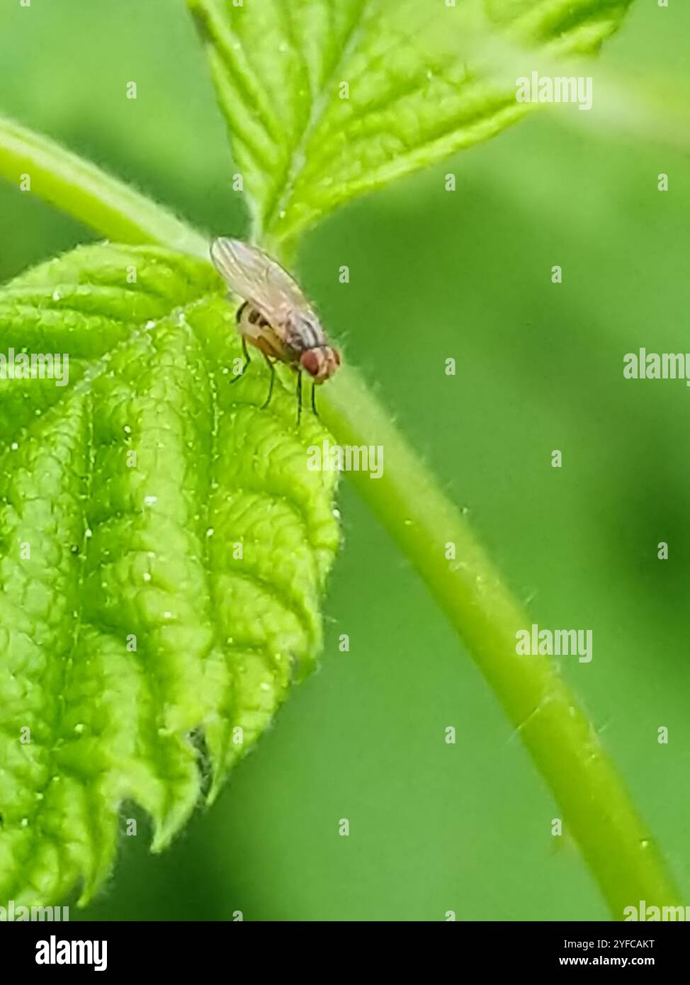 Scaptomyza hi-res stock photography and images - Alamy