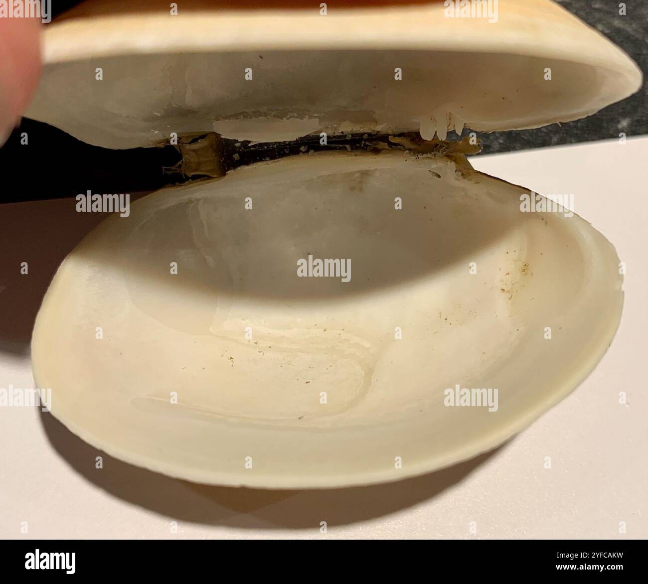 Pullet Carpet Shell (Venerupis corrugata Stock Photo - Alamy