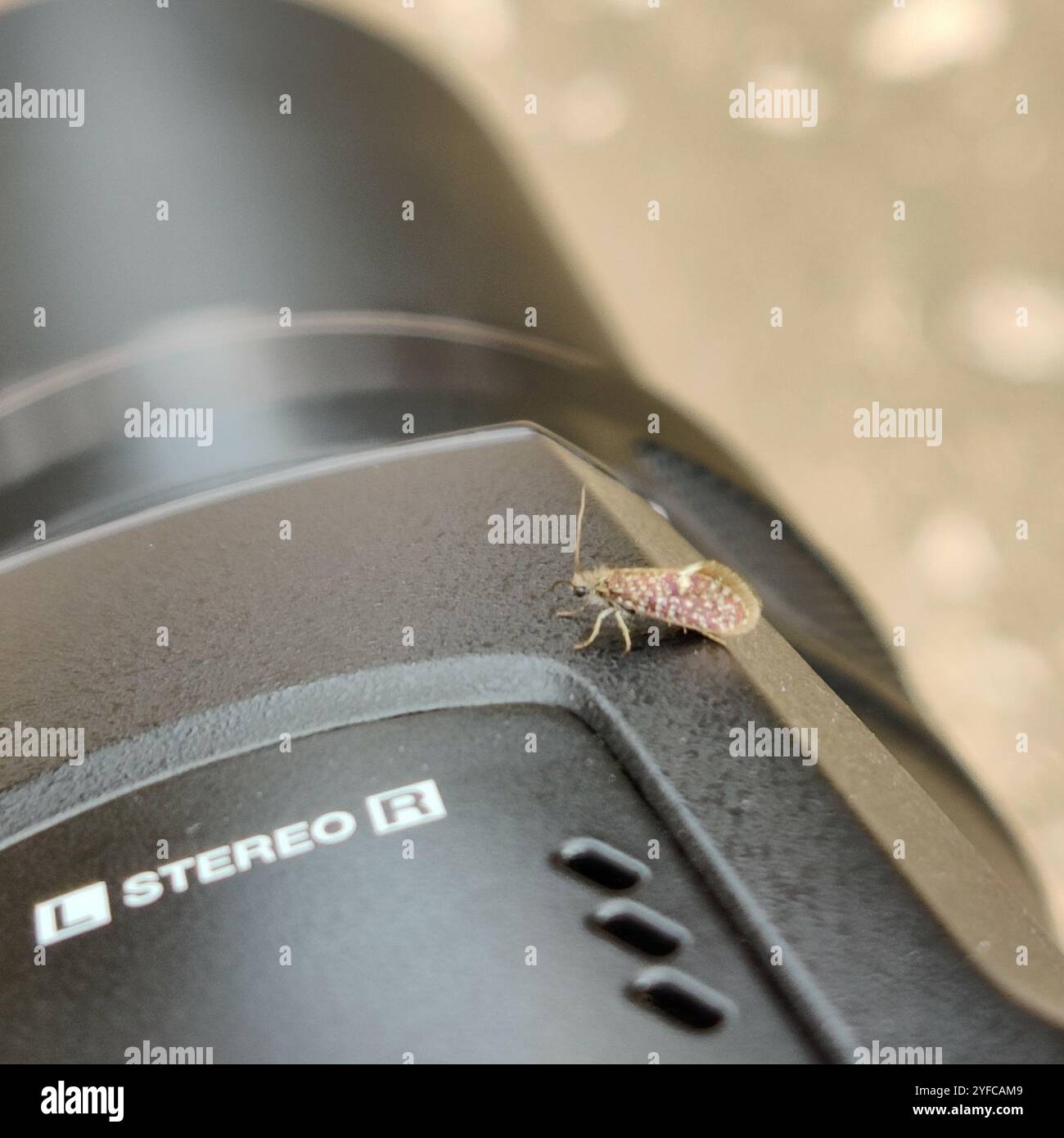 Sparkling Archaic Sun Moths (Eriocraniidae Stock Photo - Alamy