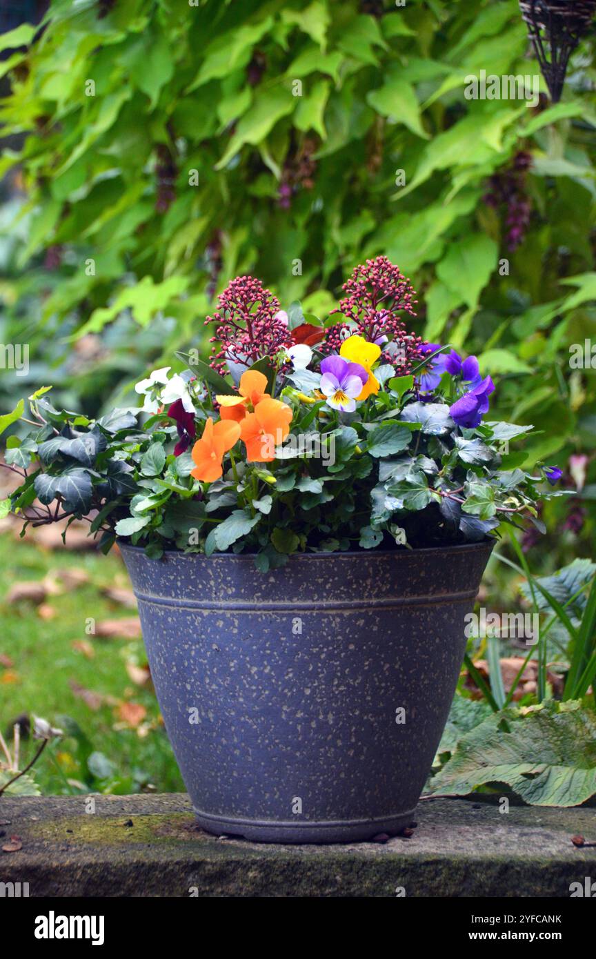 Flower Pot on Display of Skimmia Japonica 'Rubella' with Multi-coloured ...