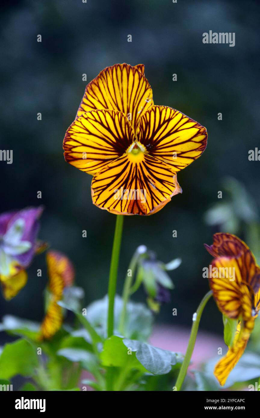 Single Solitary Yellow Viola Cornuta 'Tiger Eye' Flower on Display in ...