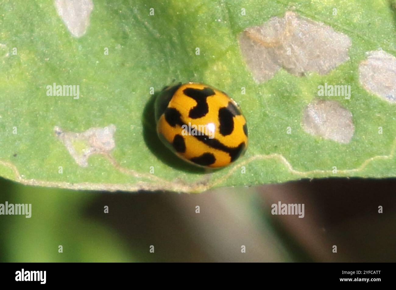 Small Transverse Ladybird Beetle (Coccinella transversalis Stock Photo ...